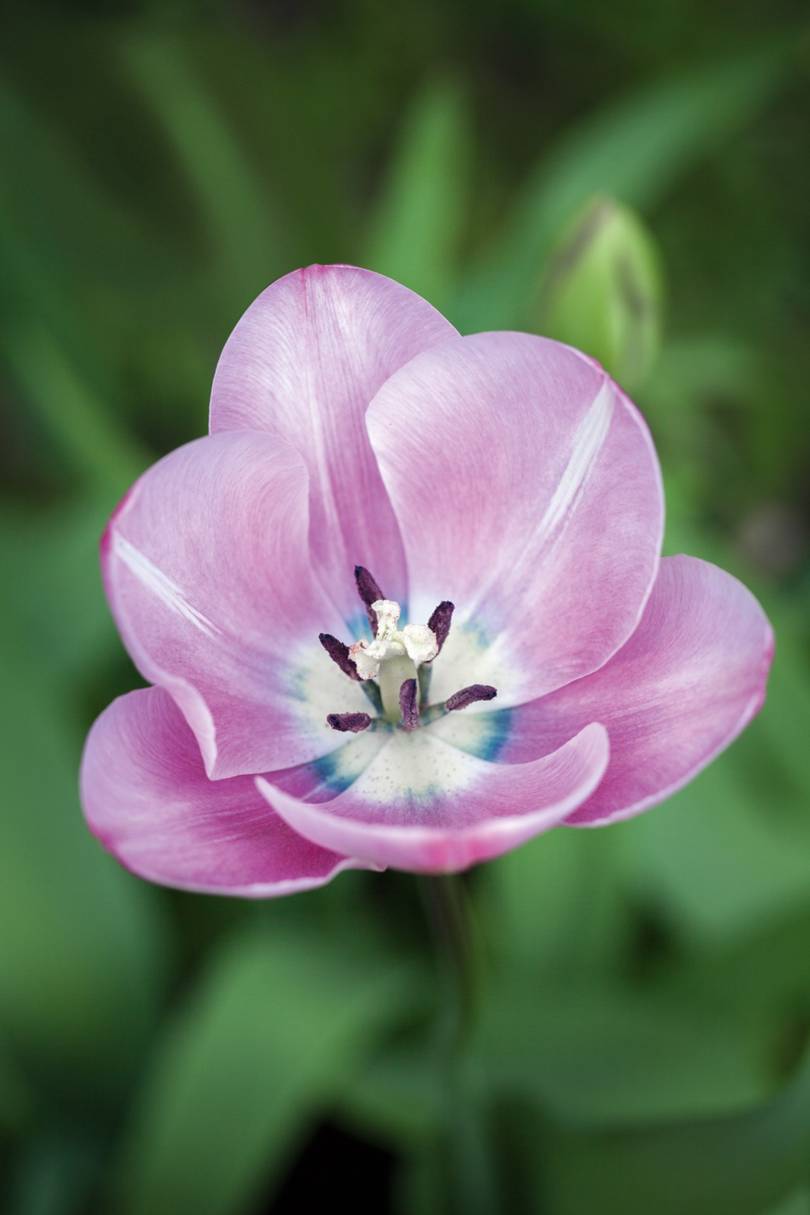 Hortus Bulborum, Amsterdam's Rare Tulip Garden | House & Garden