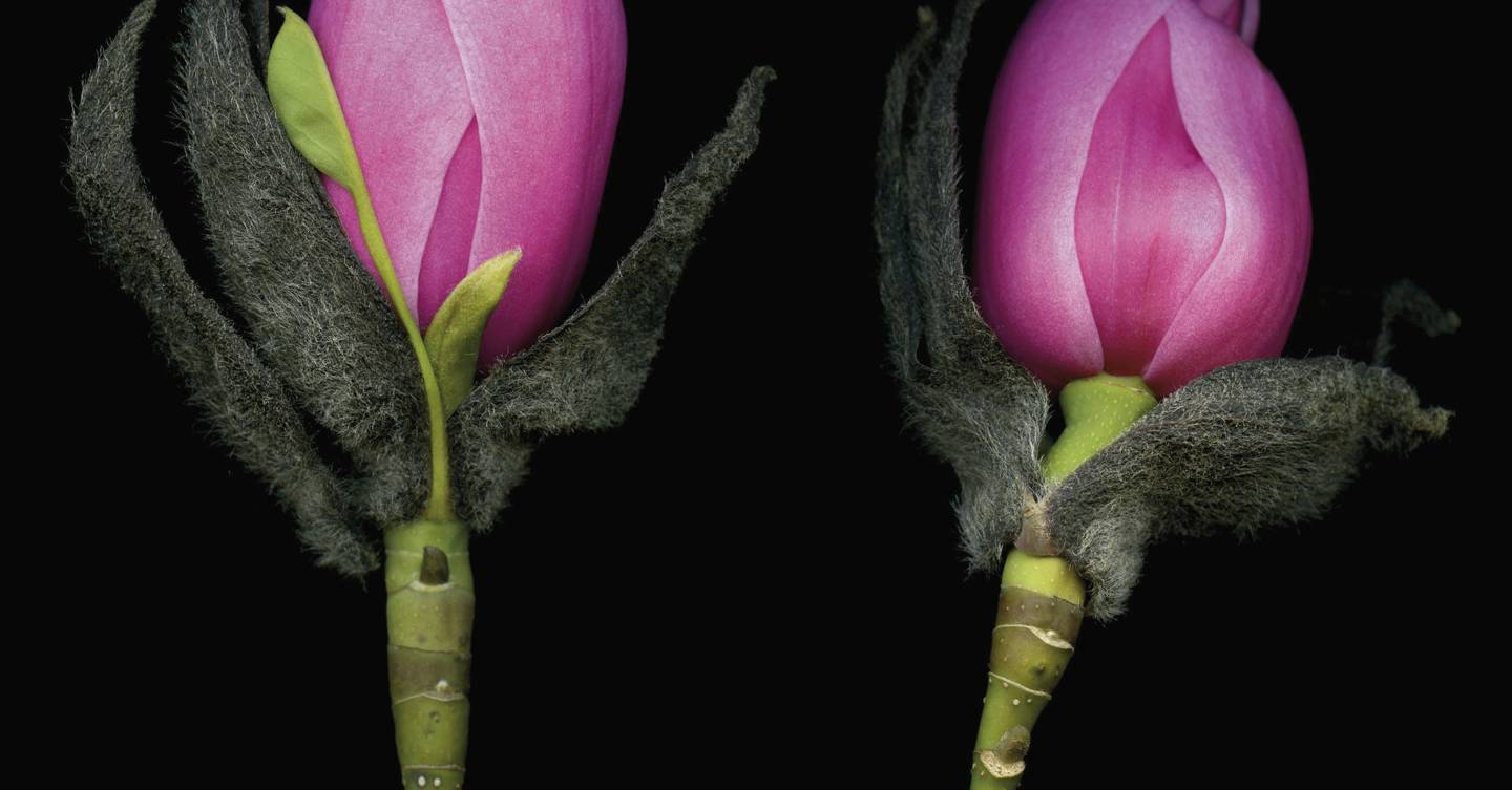 Isabel Bannerman on the evocative pleasure of scented plants | House ...