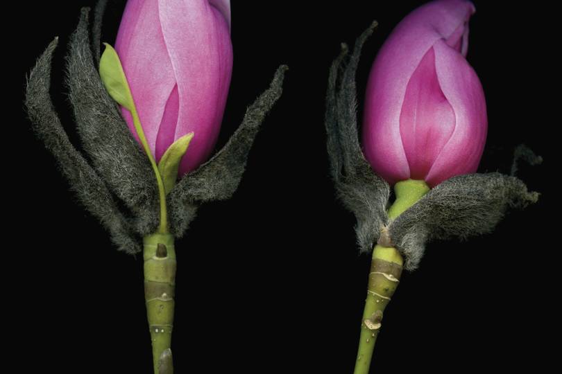 Isabel Bannerman on the evocative pleasure of scented plants | House ...