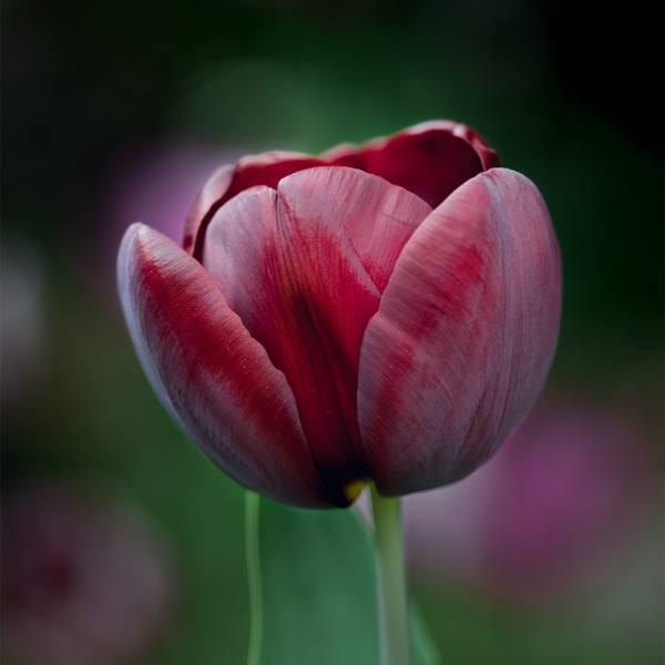 Hortus Bulborum, Amsterdam's Rare Tulip Garden | House & Garden