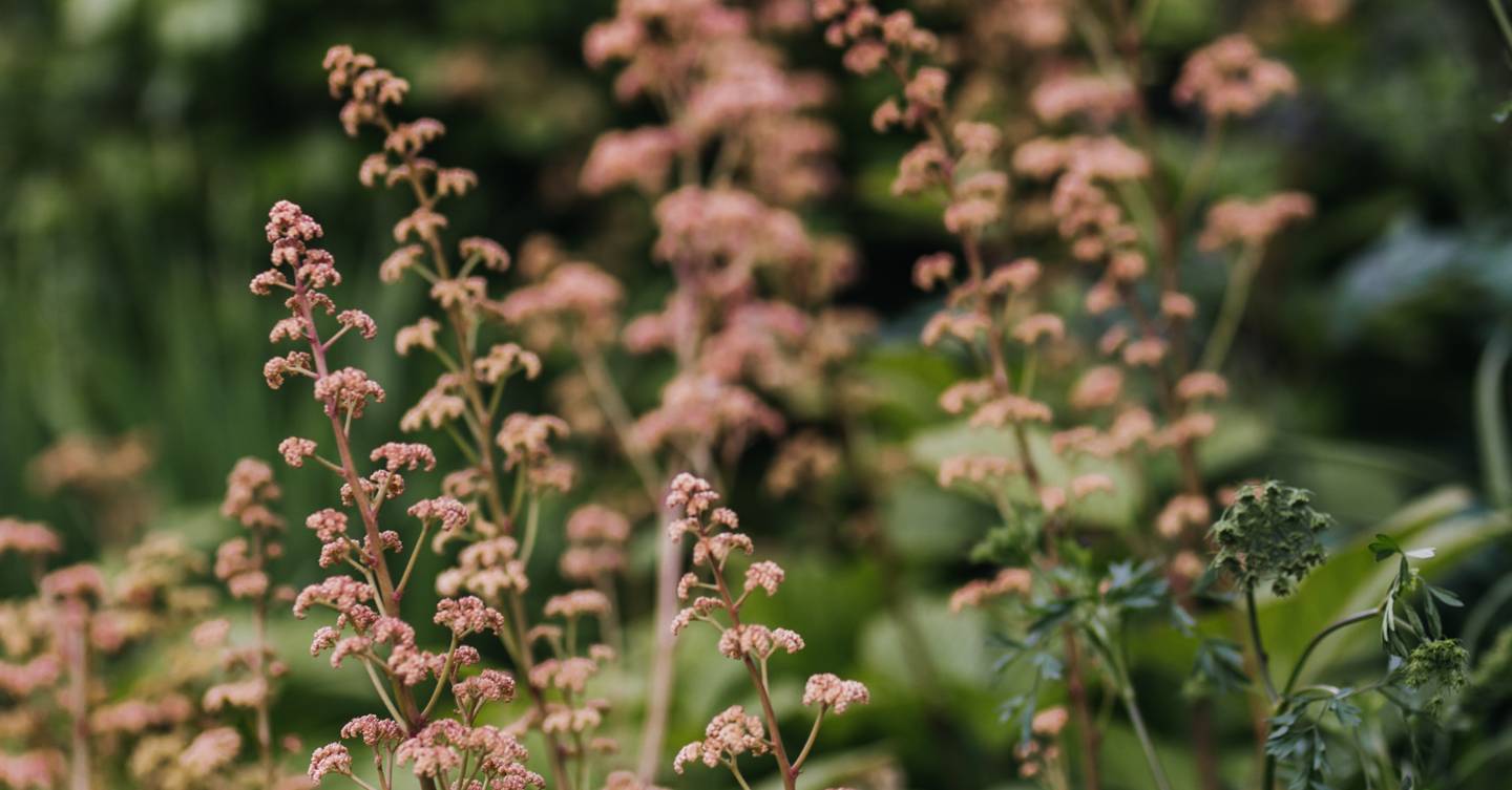 The gardening trends from the 2019 Chelsea Flower Show | House & Garden