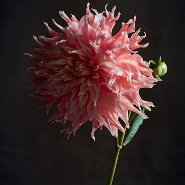Erin Benzakein of Floret Farm talks about her dahlia collection | House ...
