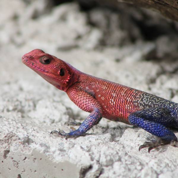 Experiencing wild Kenya on safari | House & Garden