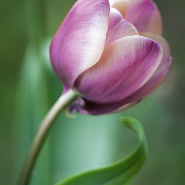 Hortus Bulborum, Amsterdam's Rare Tulip Garden | House & Garden