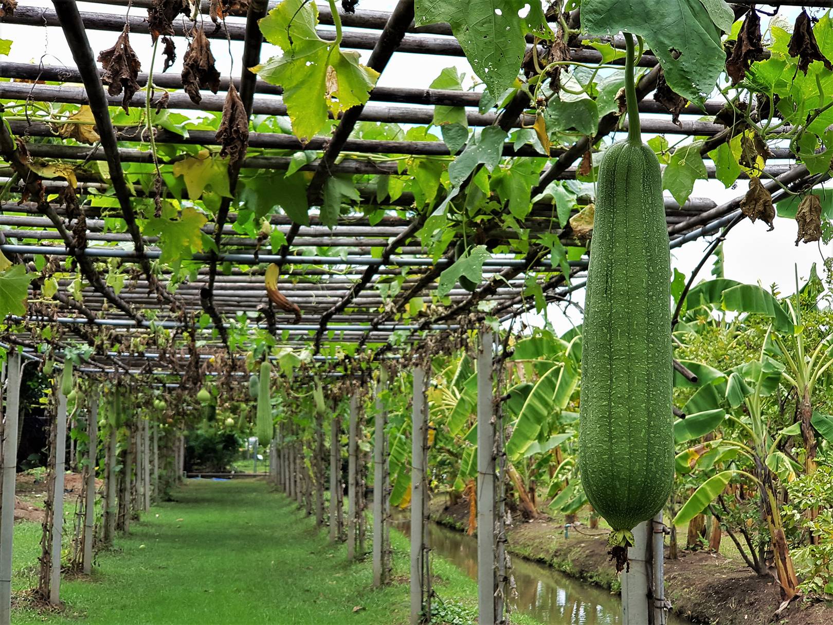 Grow your own loofah | House & Garden