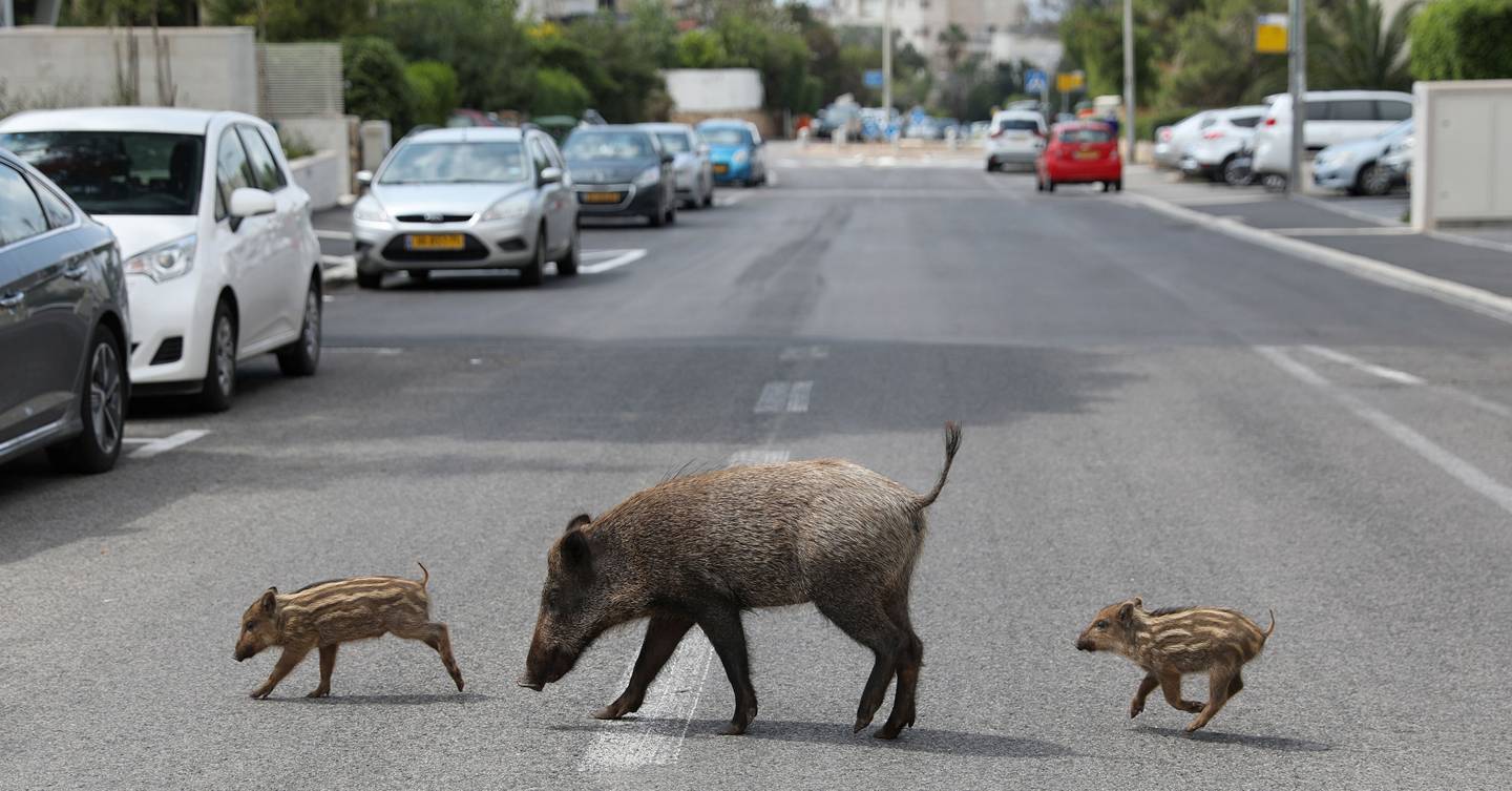 Animals in cities during lockdown | House & Garden