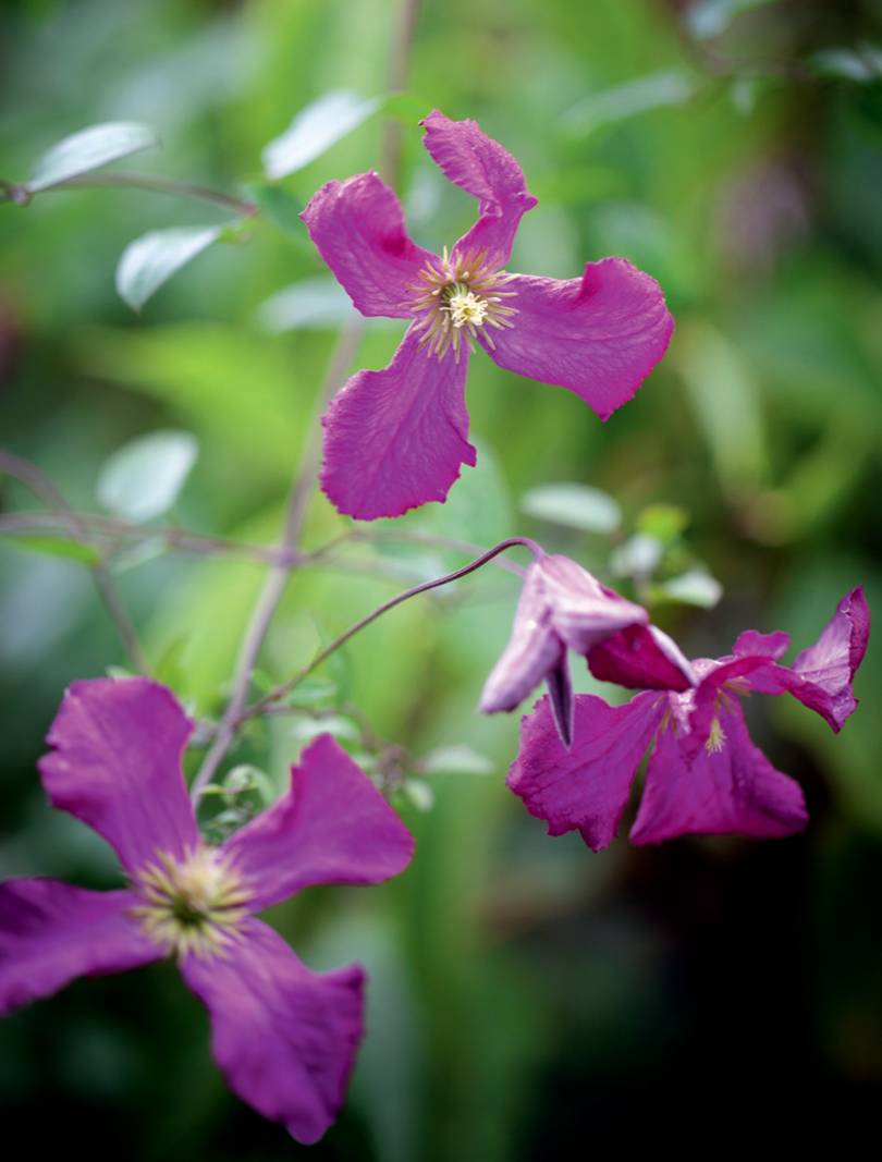 Discover the UK's largest collection of Clematis viticella | House & Garden