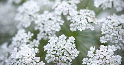 Seeds to sow in September | House & Garden