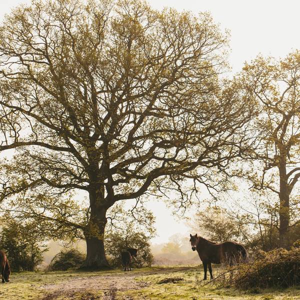 The rewilding of Knepp Castle, Isabella Tree and Charlie Burrell's ...
