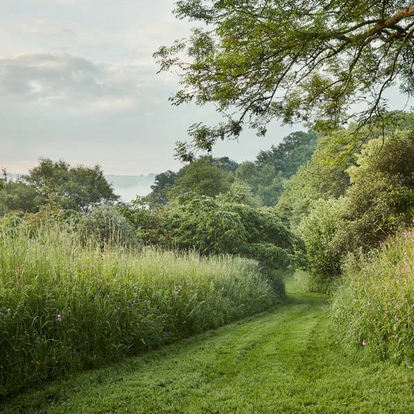 The gardens of Mothecombe House in Devon | House & Garden