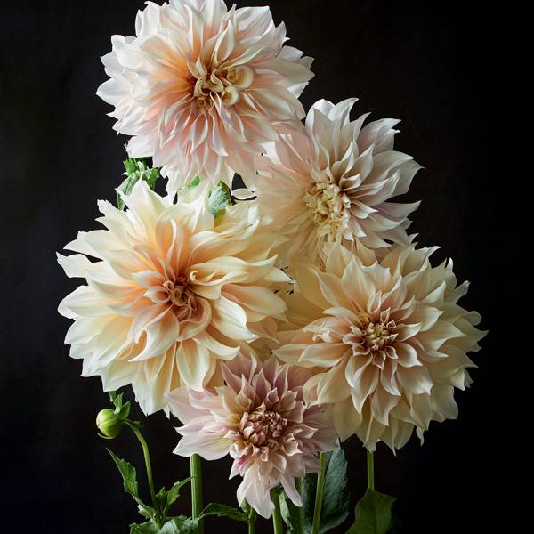 Erin Benzakein of Floret Farm talks about her dahlia collection | House ...