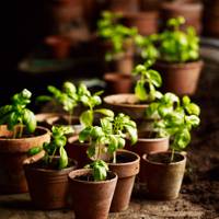 Wardington Manor - Bridget Elworthy, The Land Gardeners Home | House ...