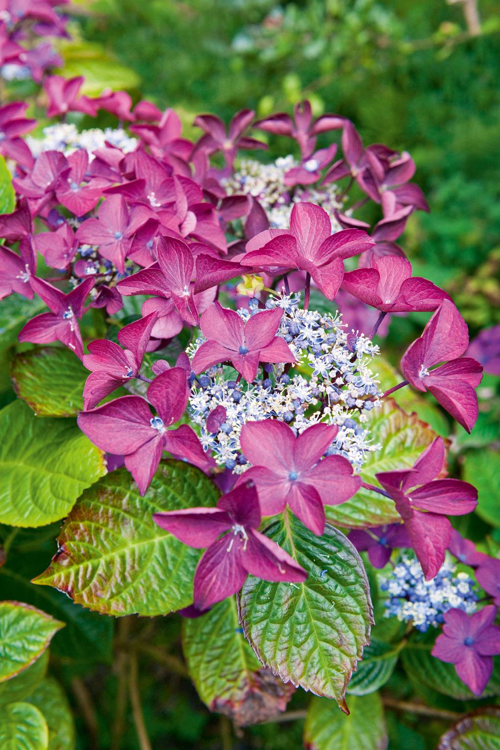 Hydrangea garden | House & Garden