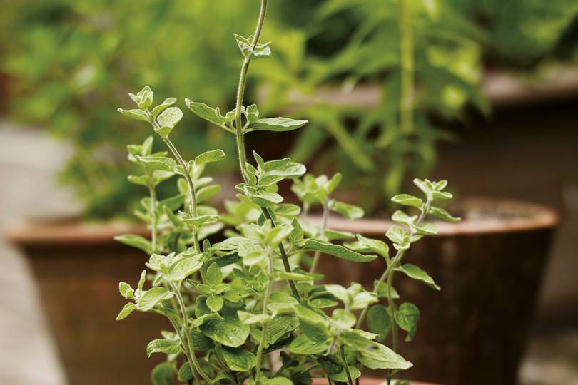 How to grow thyme | House & Garden
