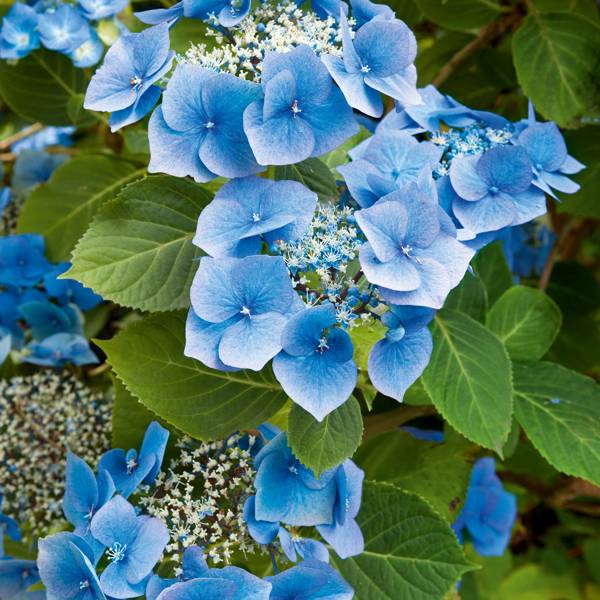 Hydrangea garden | House & Garden