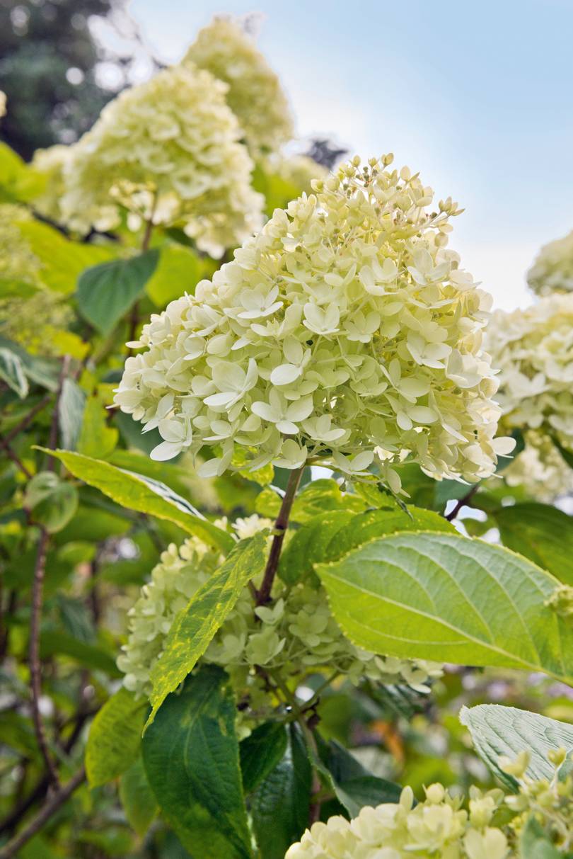 Hydrangea garden | House & Garden