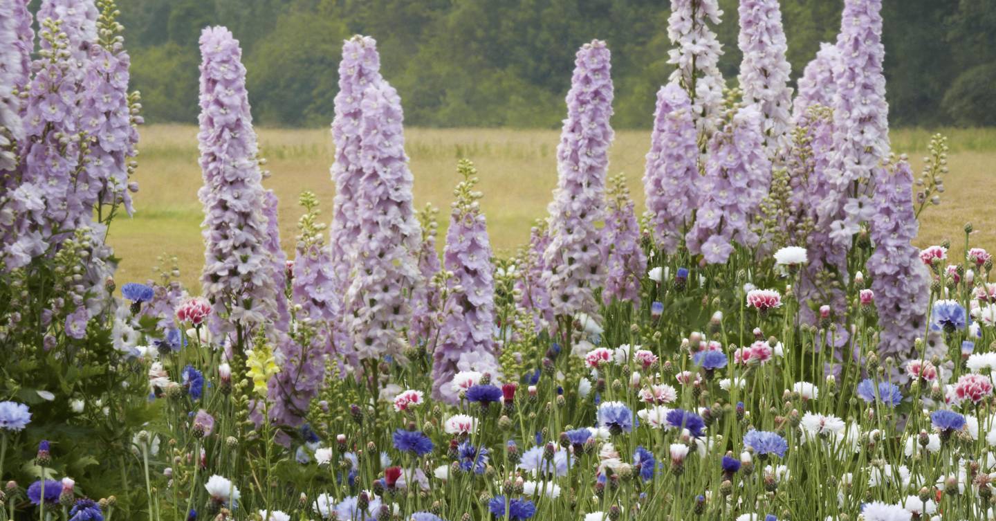 How to grow flowers | House & Garden