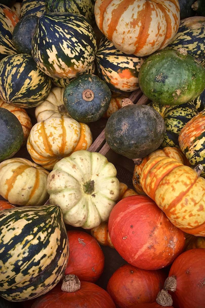 How to grow pumpkins & squash | House & Garden