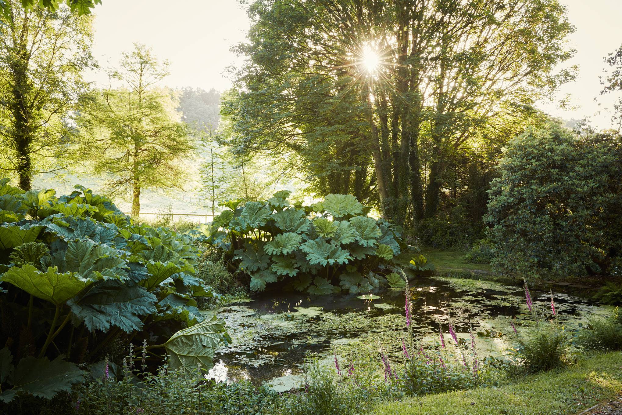 The gardens of Mothecombe House in Devon | House & Garden
