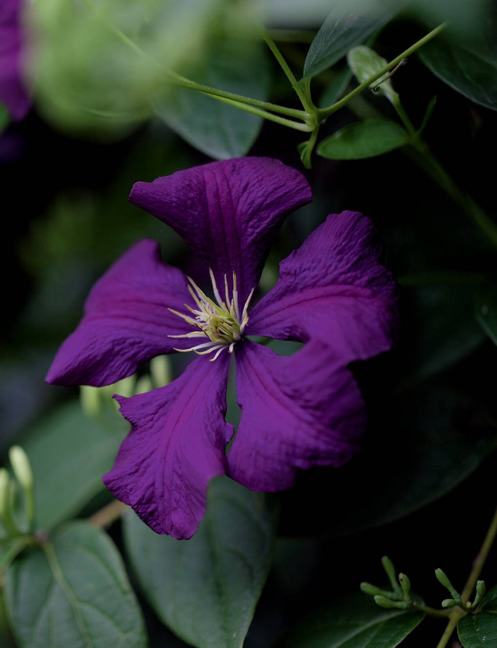 Discover the UK's largest collection of Clematis viticella | House & Garden