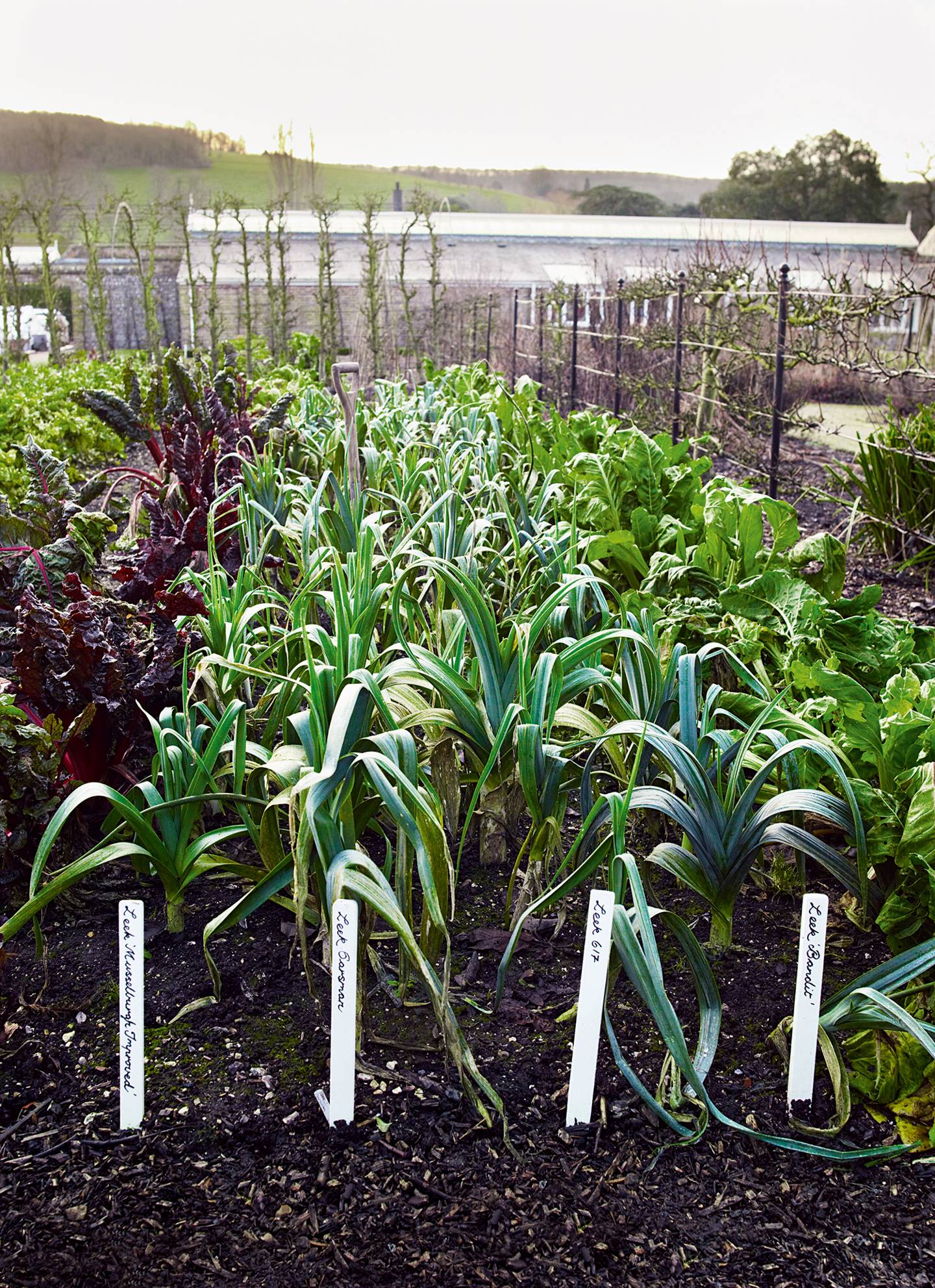 How to grow leeks | House & Garden