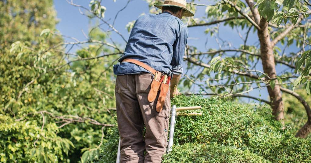Jake Hobson Topiary | Specialist | Outdoor Spaces | House & Garden