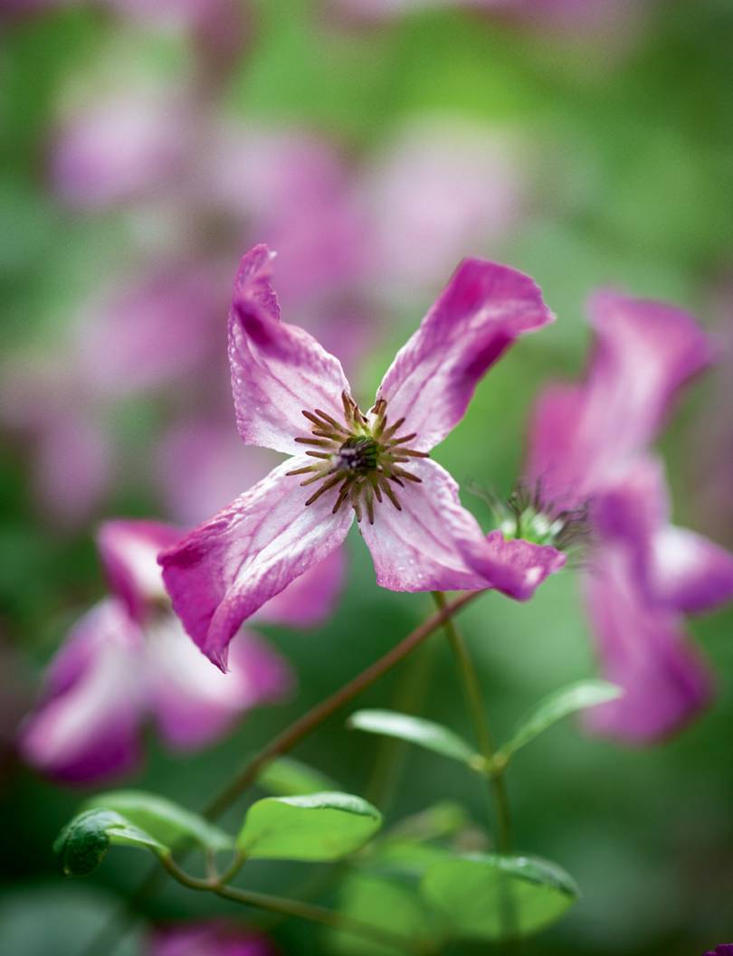 Discover the UK's largest collection of Clematis viticella | House & Garden