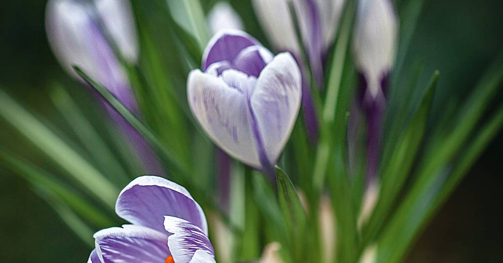 Early flowering miniature bulbs | House & Garden