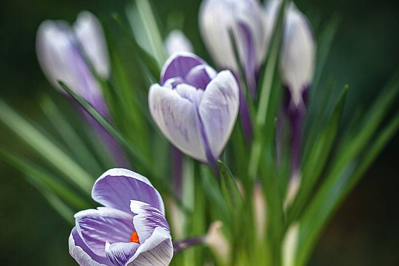 Early flowering miniature bulbs | House & Garden