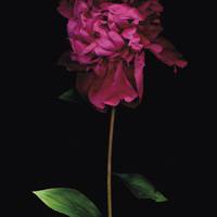 Isabel Bannerman on the evocative pleasure of scented plants | House ...