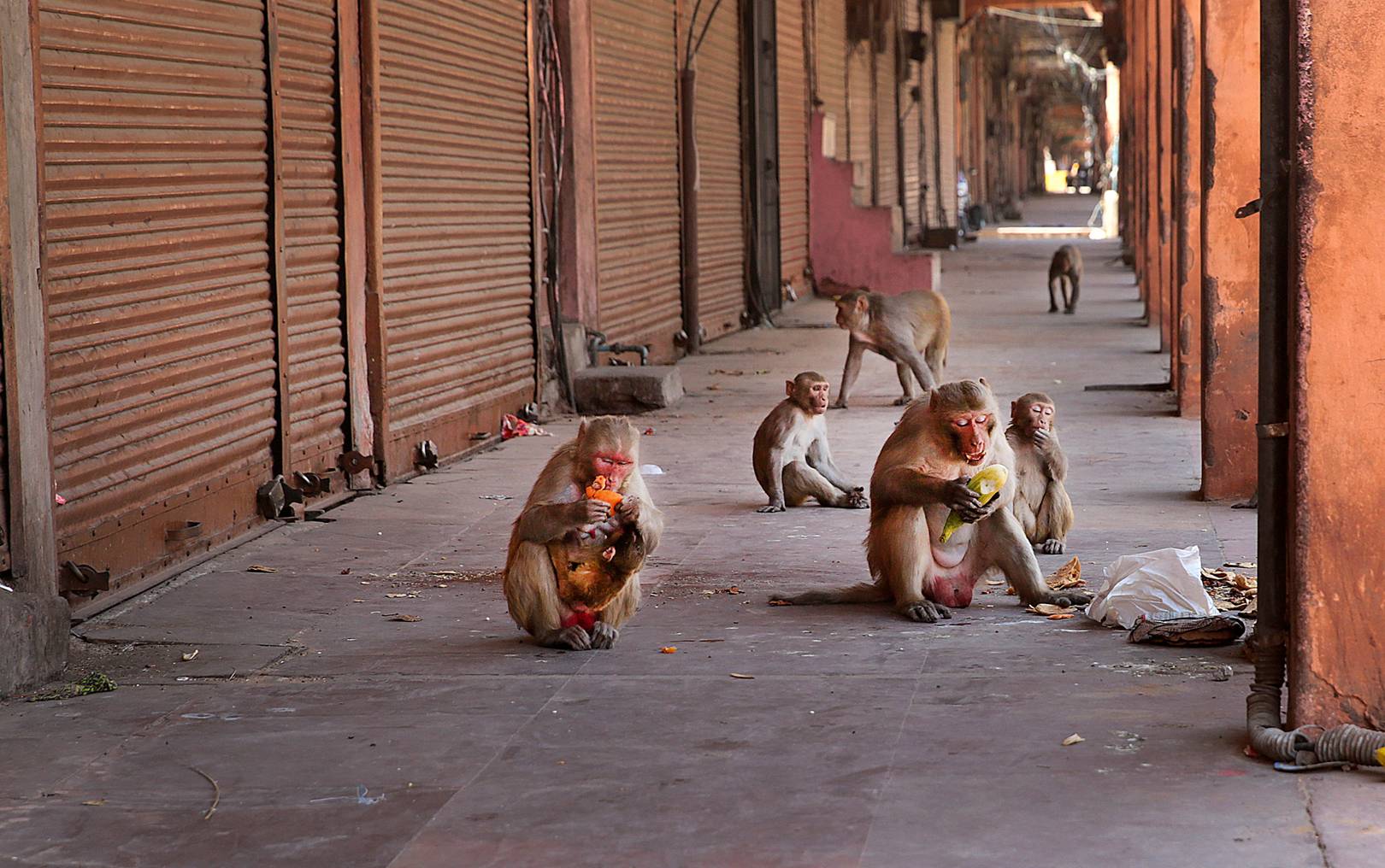 Animals in cities during lockdown | House & Garden