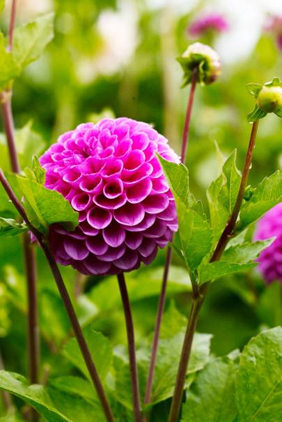 An English Flower Garden | Garden Design Ideas and Inspiration | House ...