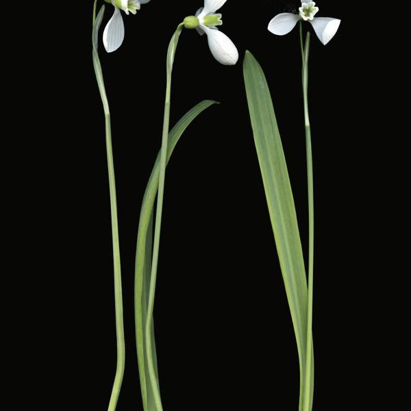 Isabel Bannerman on the evocative pleasure of scented plants | House ...