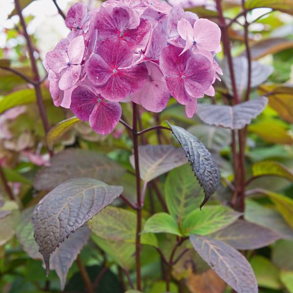 Hydrangea garden | House & Garden