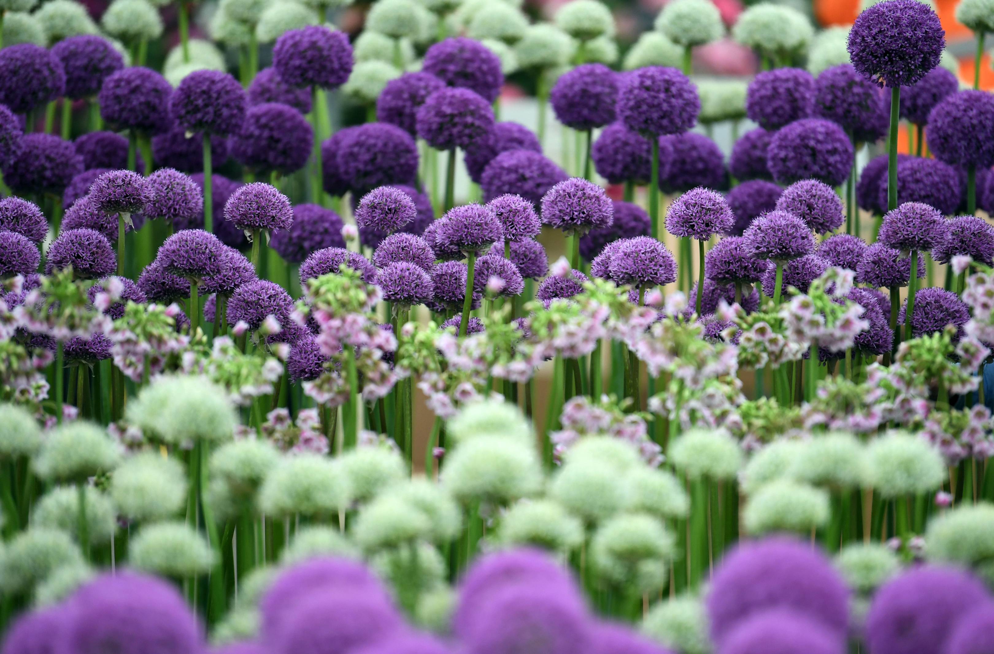 Chelsea Flower Show 2019 pictures | House & Garden