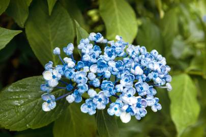 Hydrangea garden | House & Garden