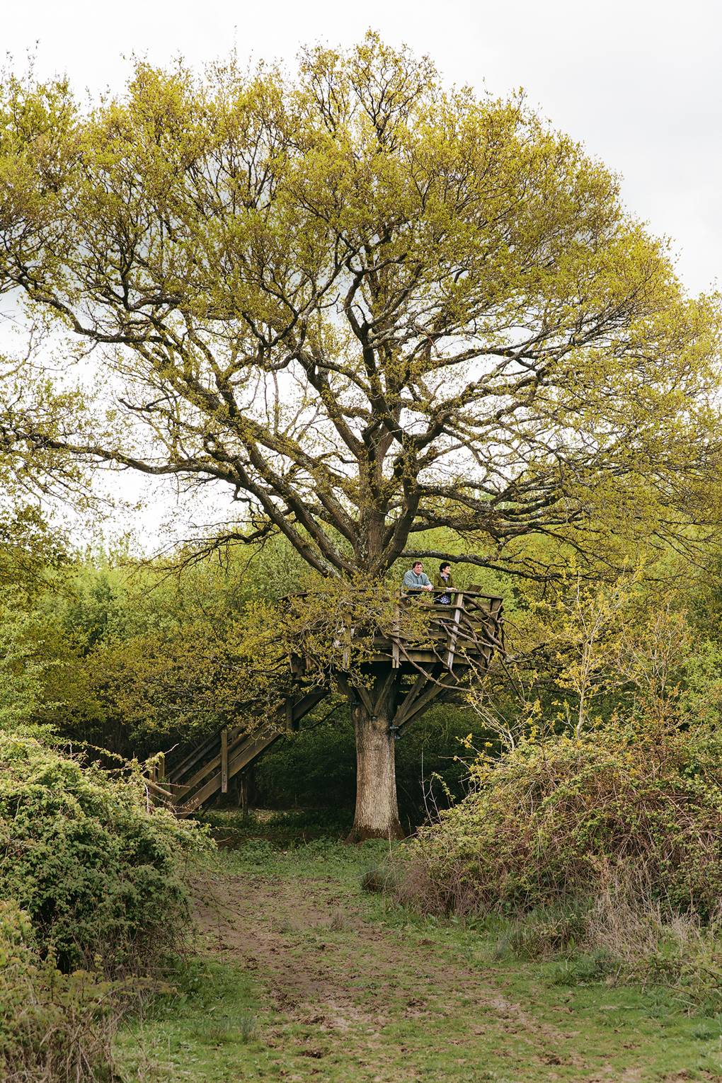The rewilding of Knepp Castle, Isabella Tree and Charlie Burrell's ...
