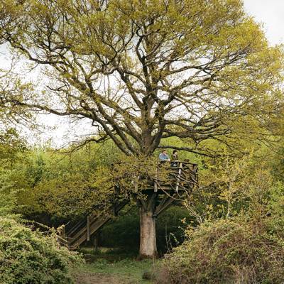 The rewilding of Knepp Castle, Isabella Tree and Charlie Burrell's ...