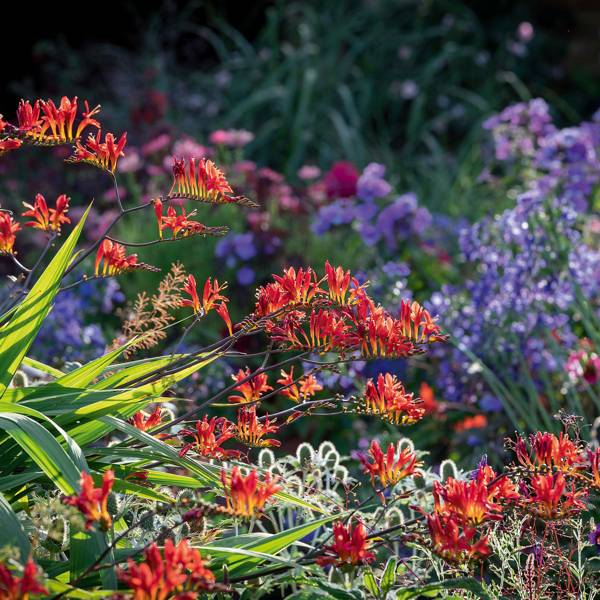 Sarah Raven garden | House & Garden