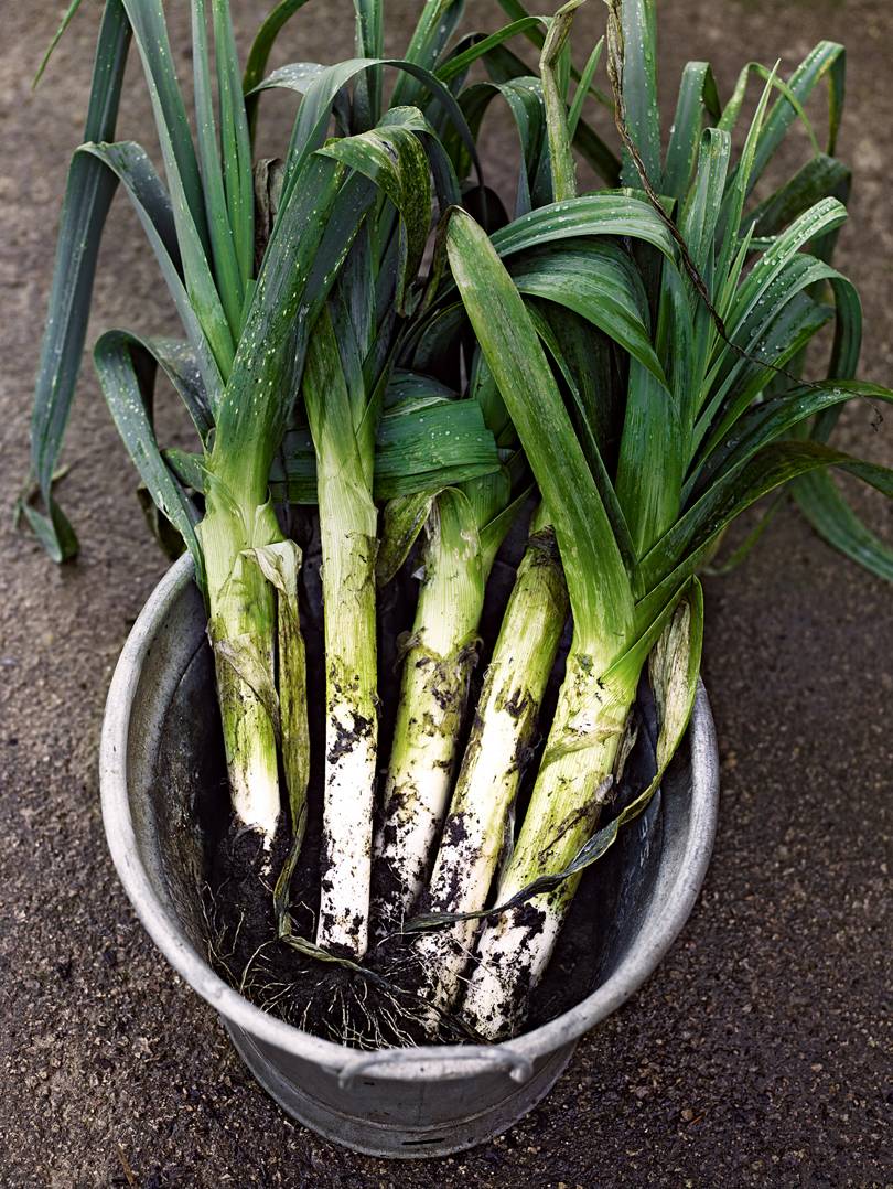How to grow leeks | House & Garden