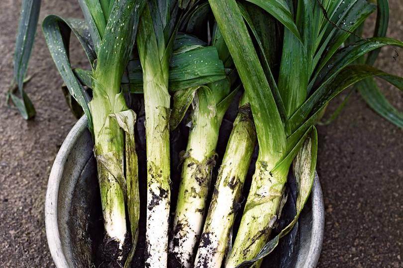 How to grow leeks | House & Garden