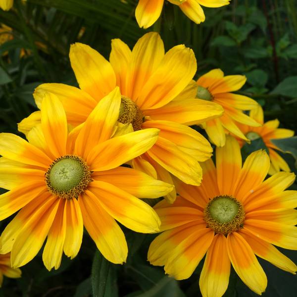 Easy flowers to grow | House & Garden