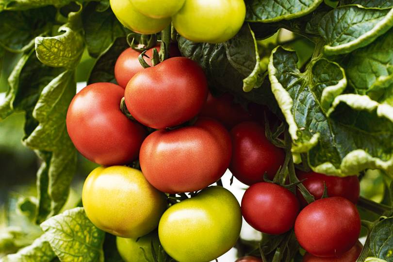 How to grow tomatoes | House & Garden