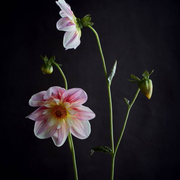 Erin Benzakein of Floret Farm talks about her dahlia collection | House ...