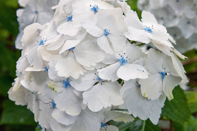 Hydrangea garden | House & Garden