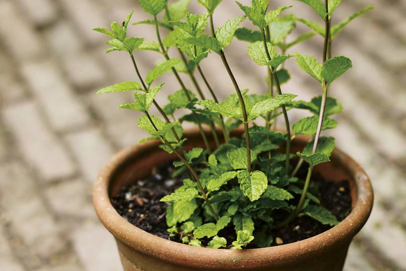 How to grow mint | House & Garden