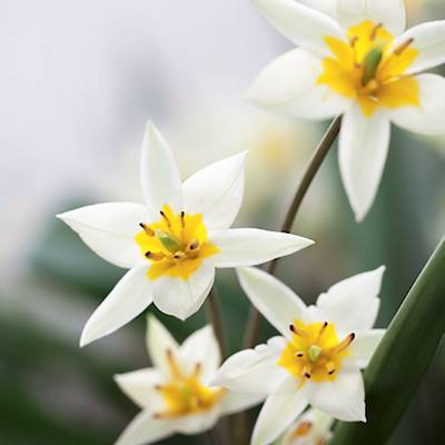 Ian Adam-Smith Farmhouse | Outdoor Spaces | House & Garden