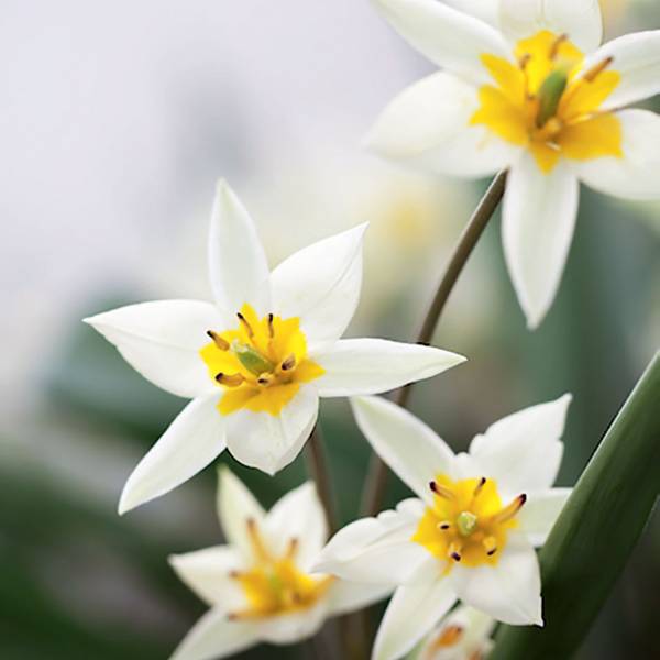 Ian Adam-Smith Farmhouse | Outdoor Spaces | House & Garden