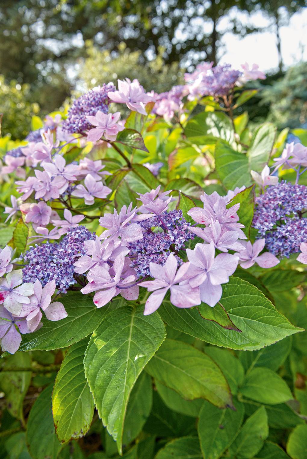Hydrangea garden | House & Garden