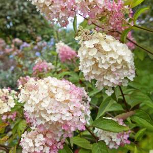 Hydrangea garden | House & Garden